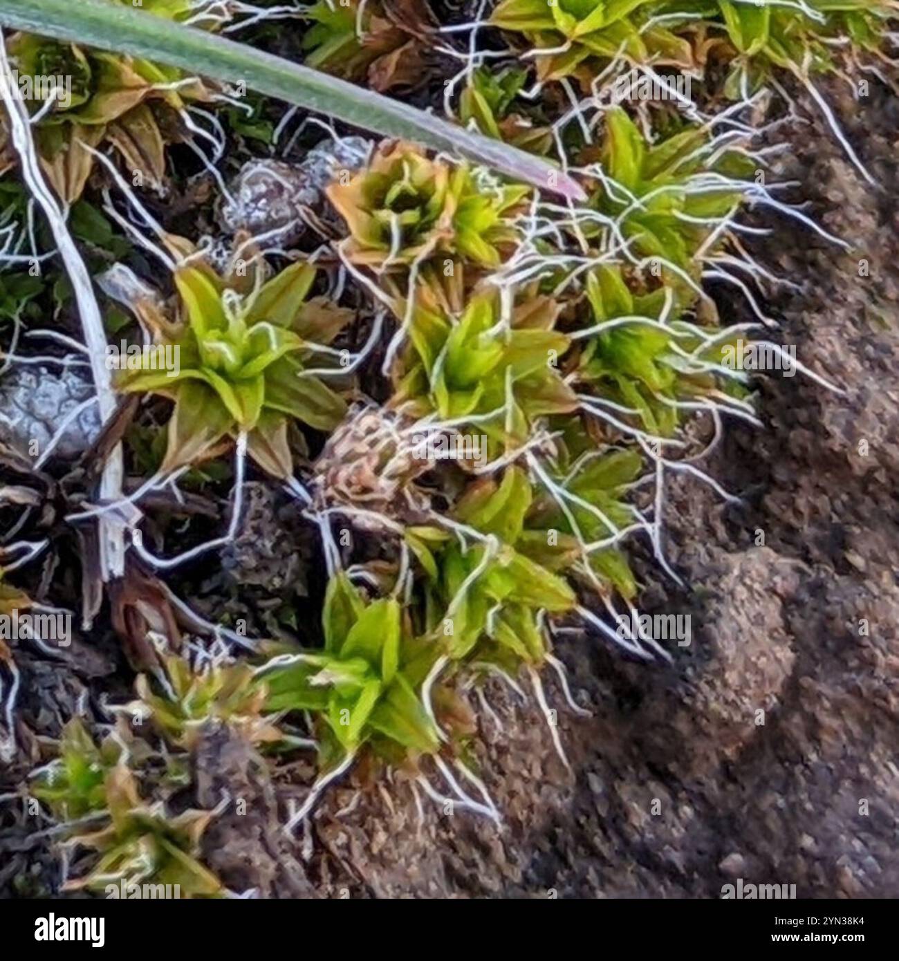 Star Moss (Syntrichia ruralis Stock Photo - Alamy