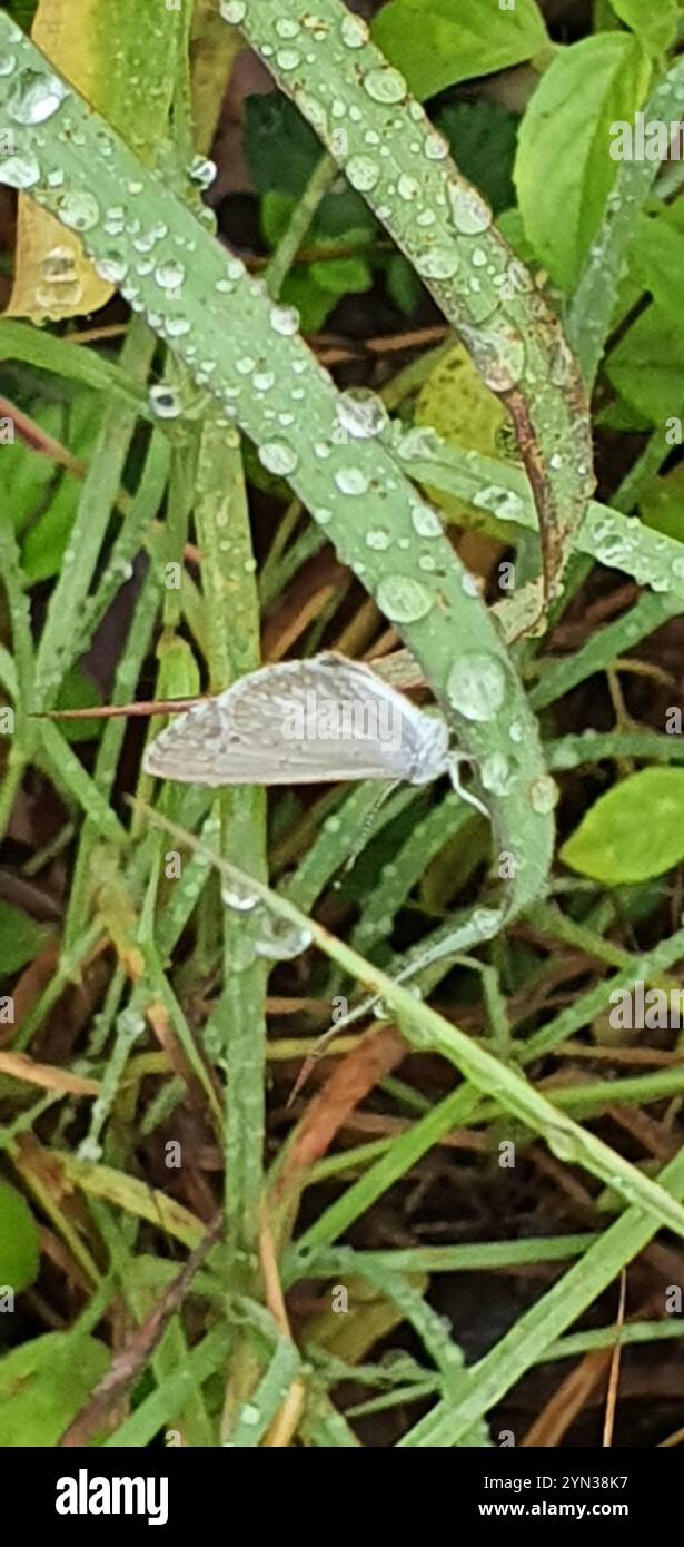 Common Grass-blue (Zizina otis labradus Stock Photo - Alamy