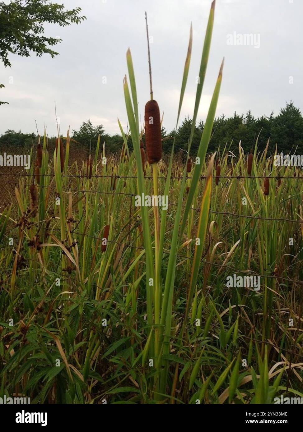 broadleaf cattail (Typha latifolia Stock Photo - Alamy