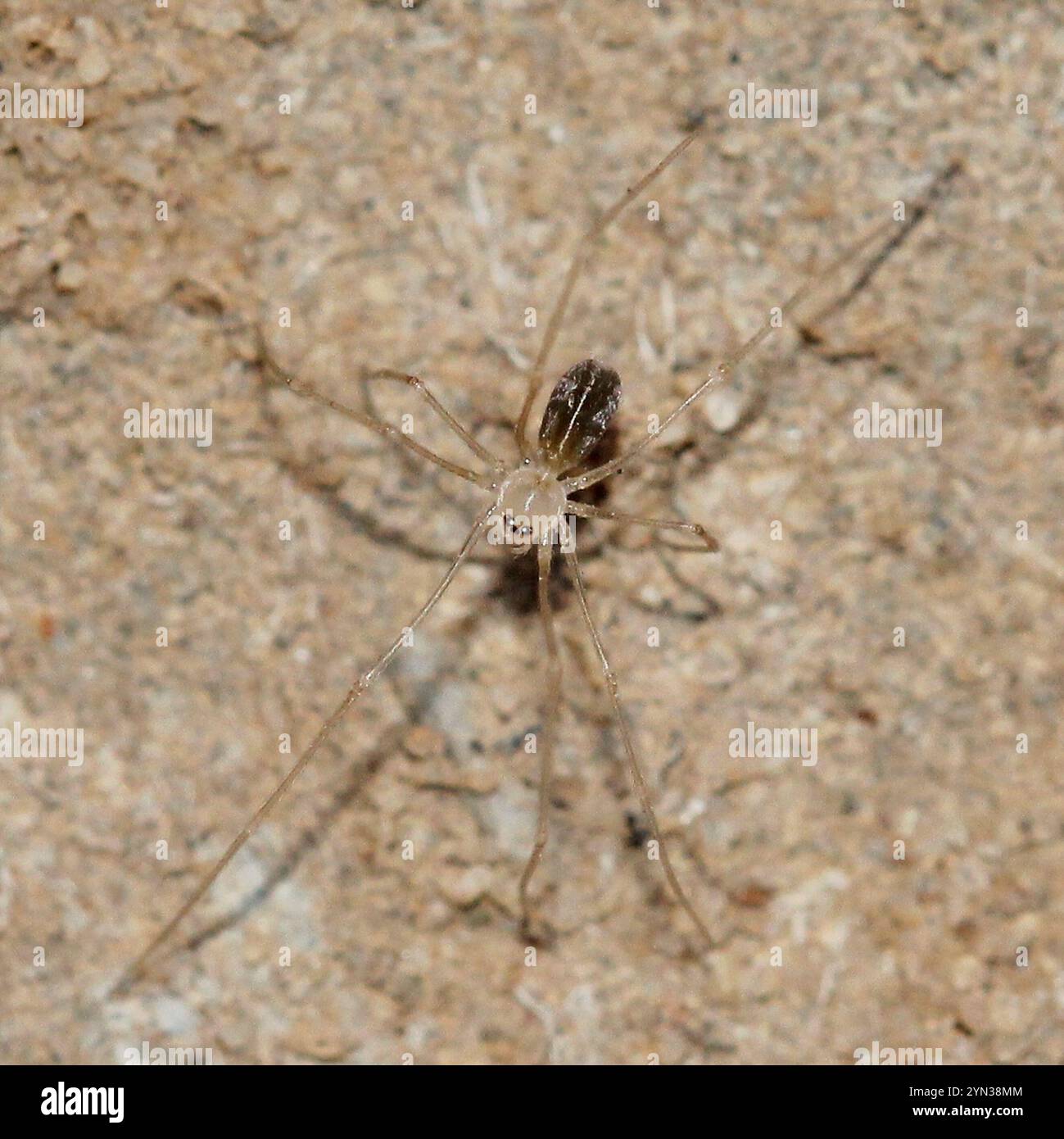 Common Cellar Spiders (Pholcus Stock Photo - Alamy