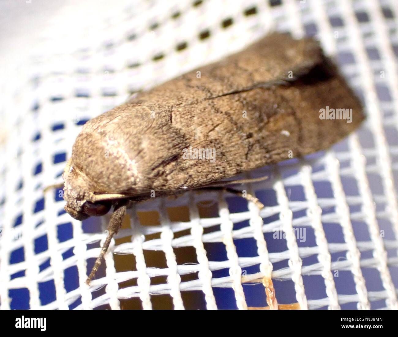 Cutworms and Dart Moths (Noctuinae Stock Photo - Alamy