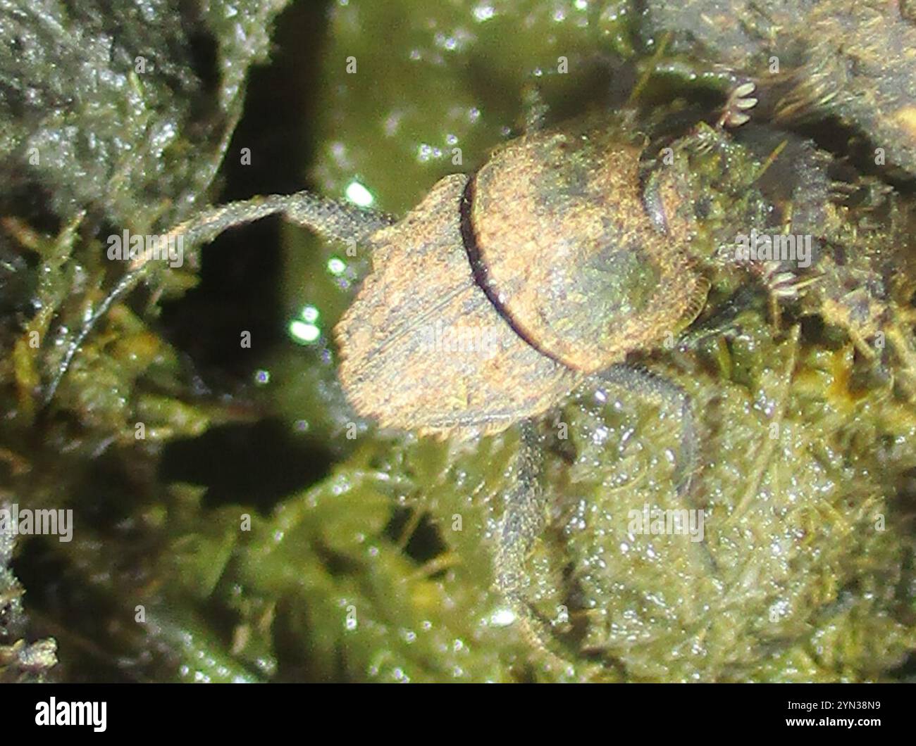 Spider Dung Beetles (Sisyphus Stock Photo - Alamy