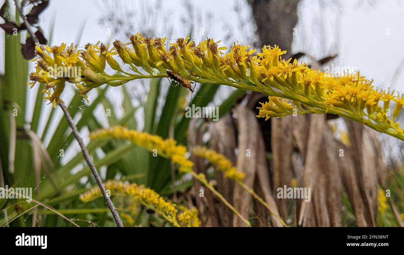 Ringed Assassin Bug (Pselliopus cinctus Stock Photo - Alamy