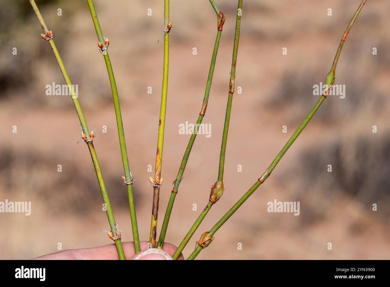 longleaf ephedra (Ephedra trifurca Stock Photo - Alamy