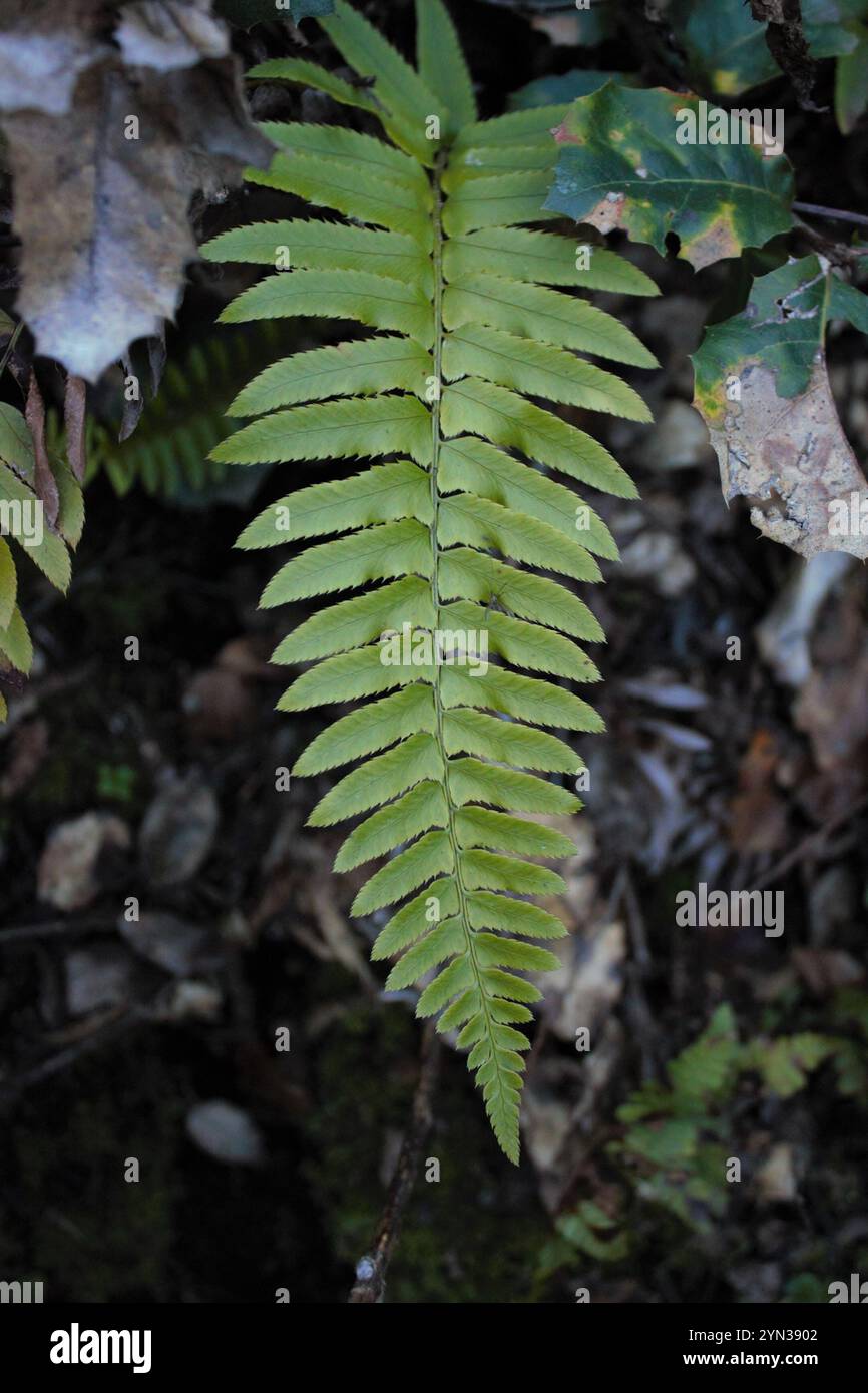 western sword fern (Polystichum munitum Stock Photo - Alamy