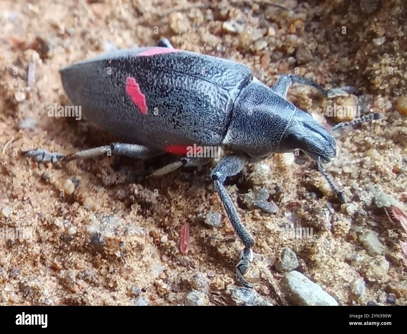 Foppish Weevil (Polyclaeis equestris Stock Photo - Alamy