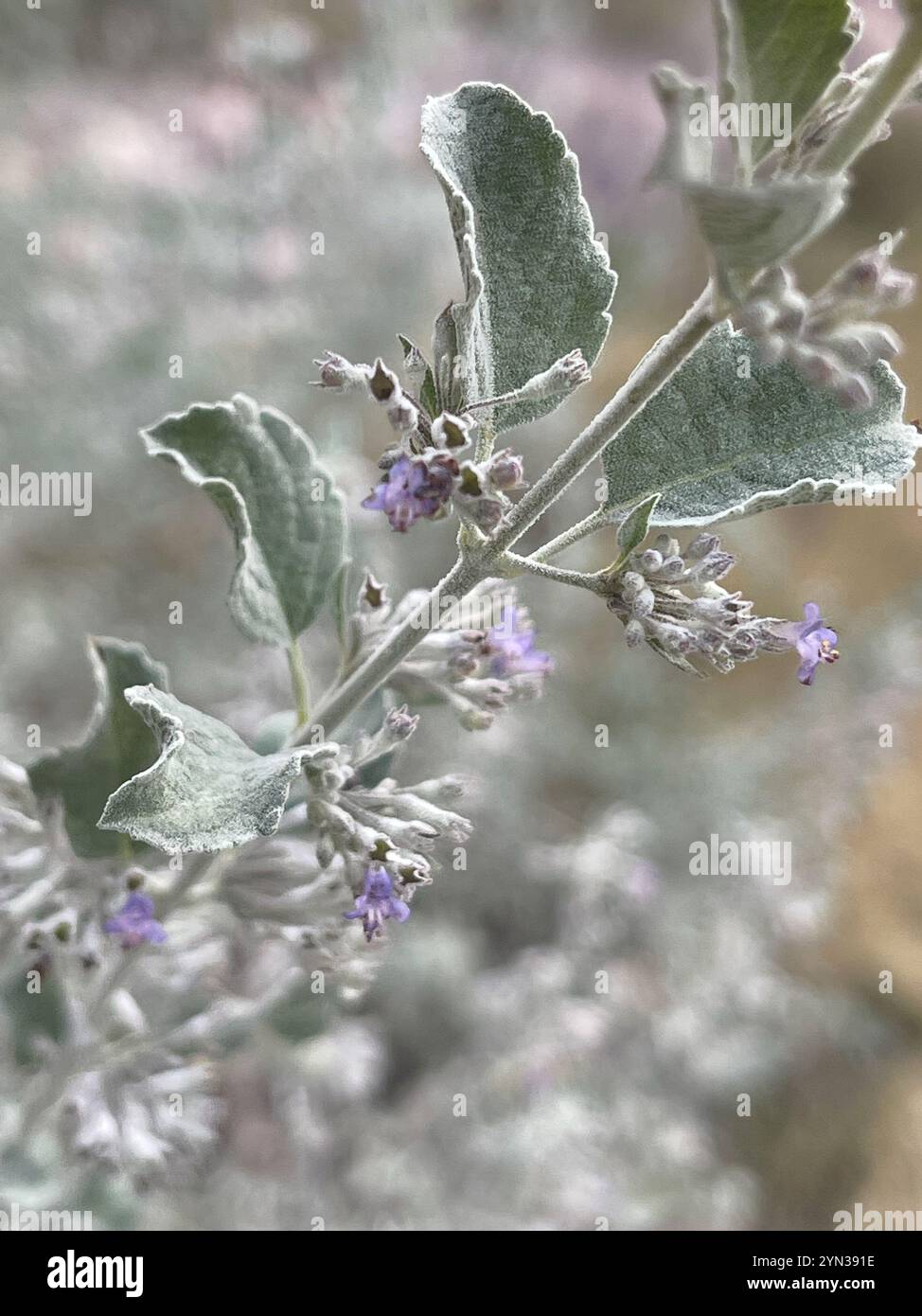 desert lavender (Condea emoryi Stock Photo - Alamy