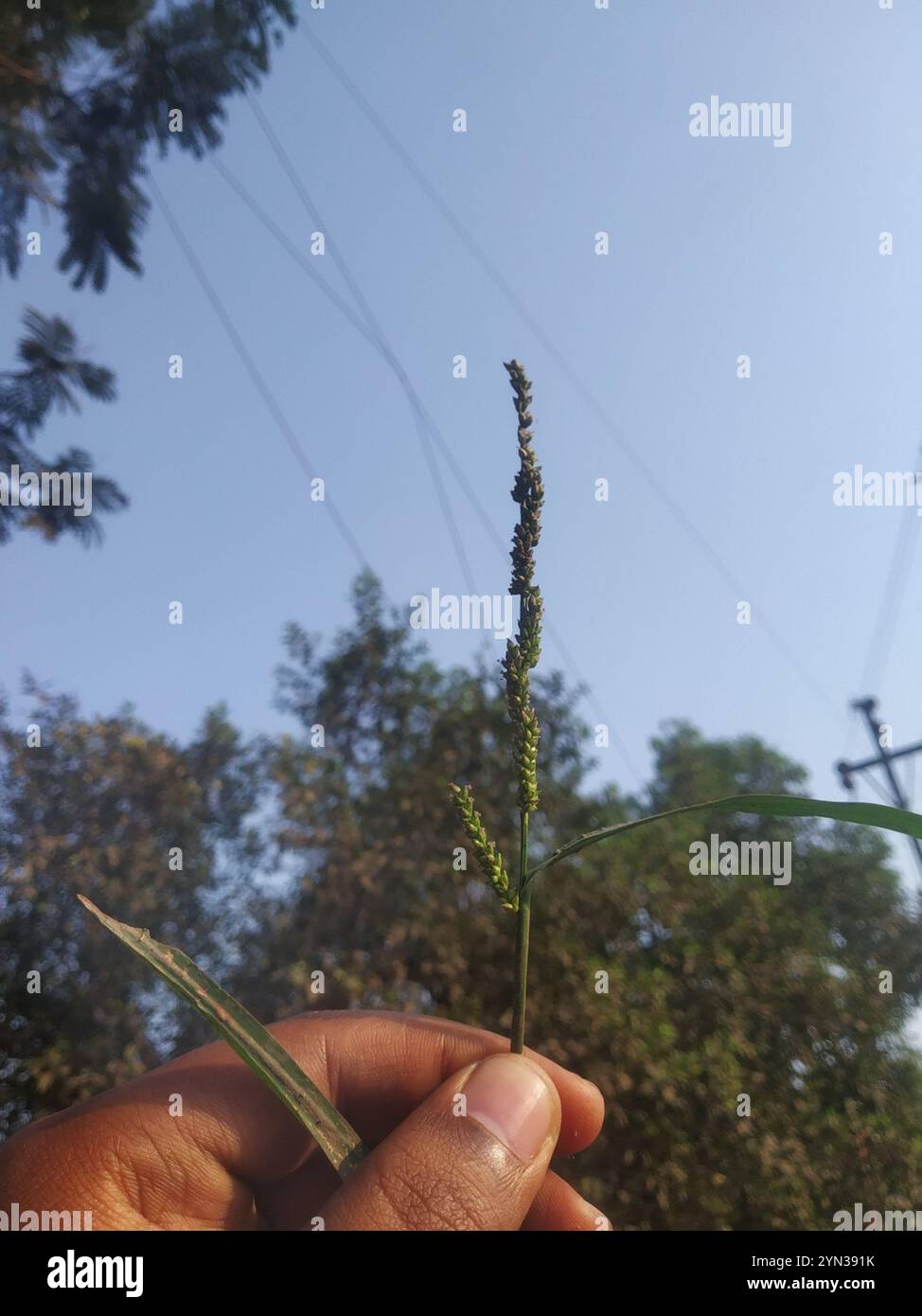Jungle Rice (Echinochloa colonum Stock Photo - Alamy