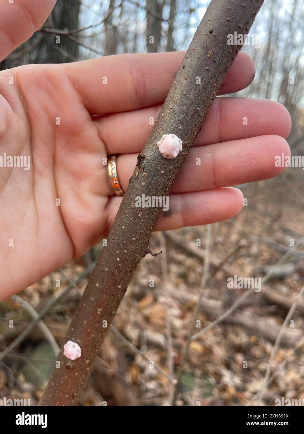 Wax Scales (Ceroplastes Stock Photo - Alamy