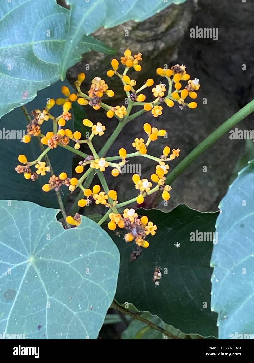 Manila Leea (Leea guineensis Stock Photo - Alamy