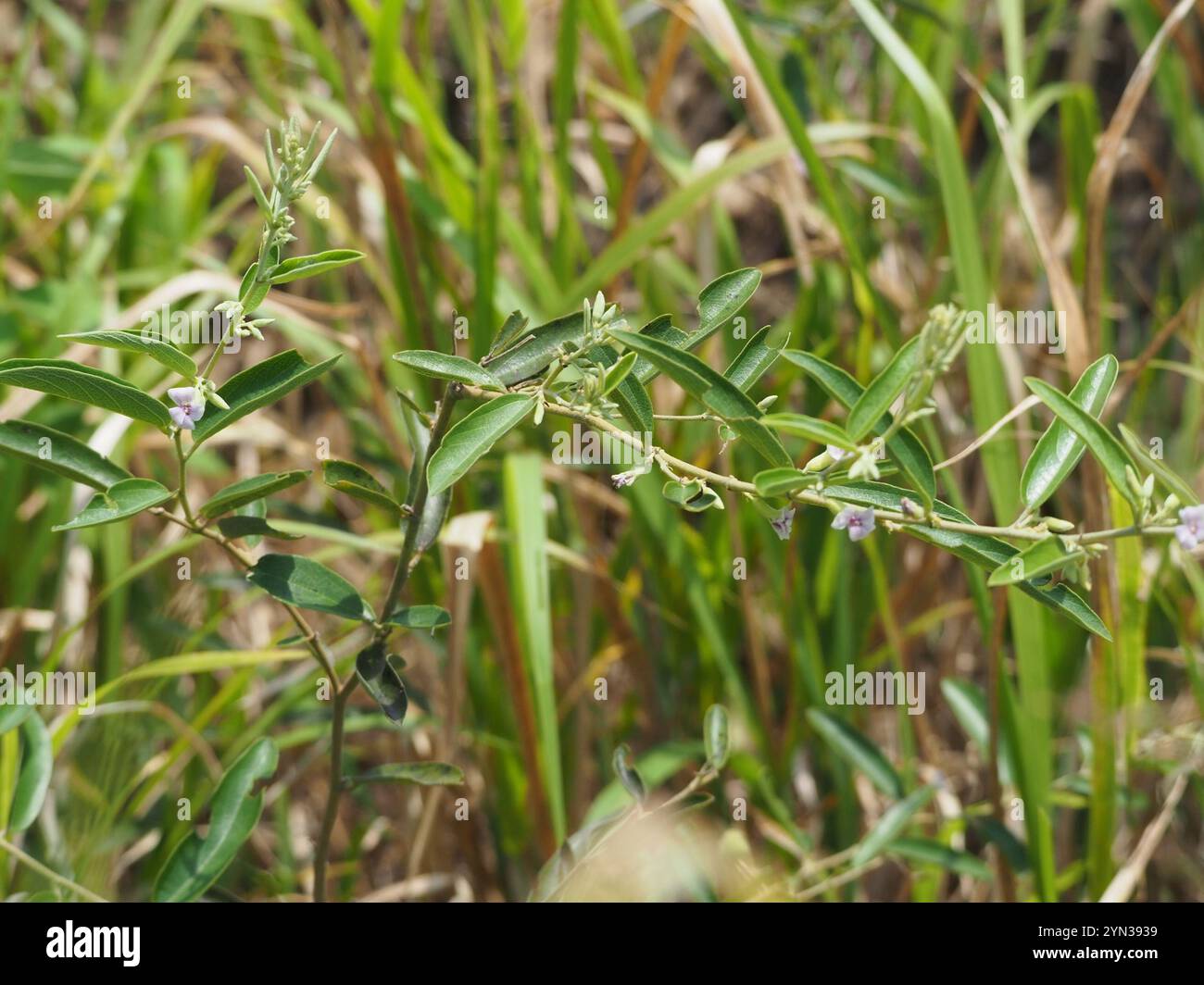 Narrow-leaved Screwtree (Helicteres angustifolia Stock Photo - Alamy