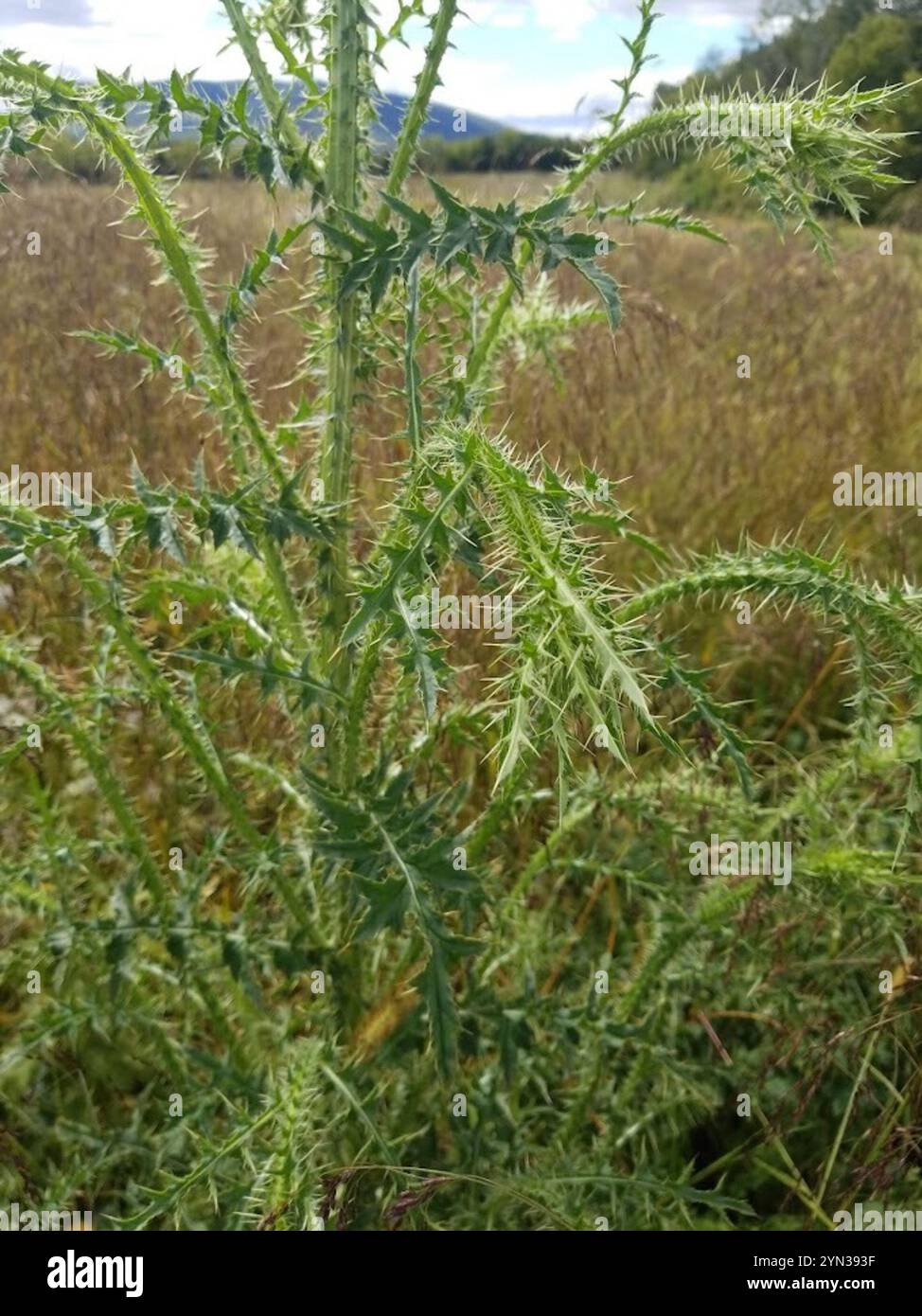 Broad winged thistle hi-res stock photography and images - Alamy