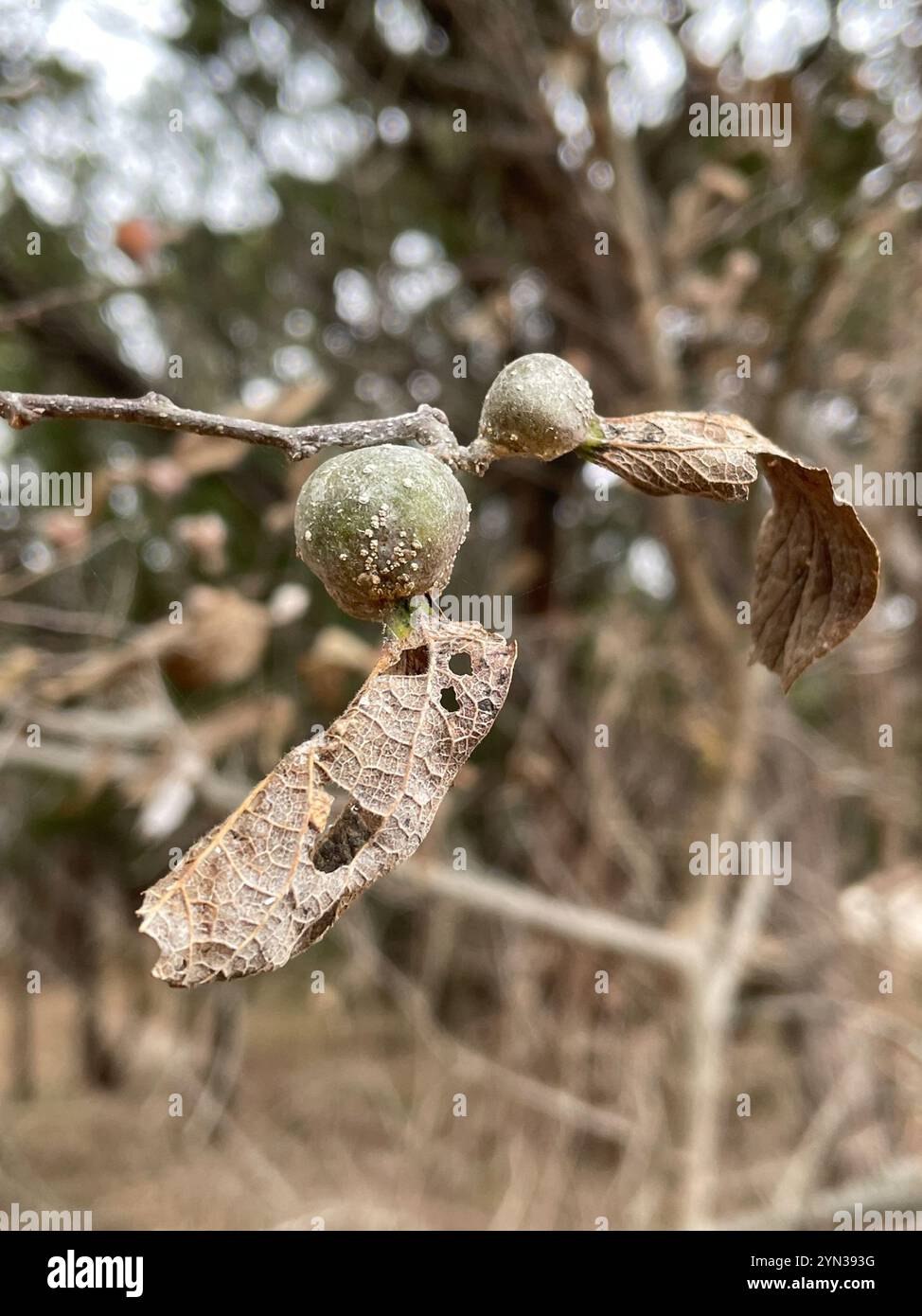 Hackberry Petiole Gall Psyllid (Pachypsylla venusta Stock Photo - Alamy