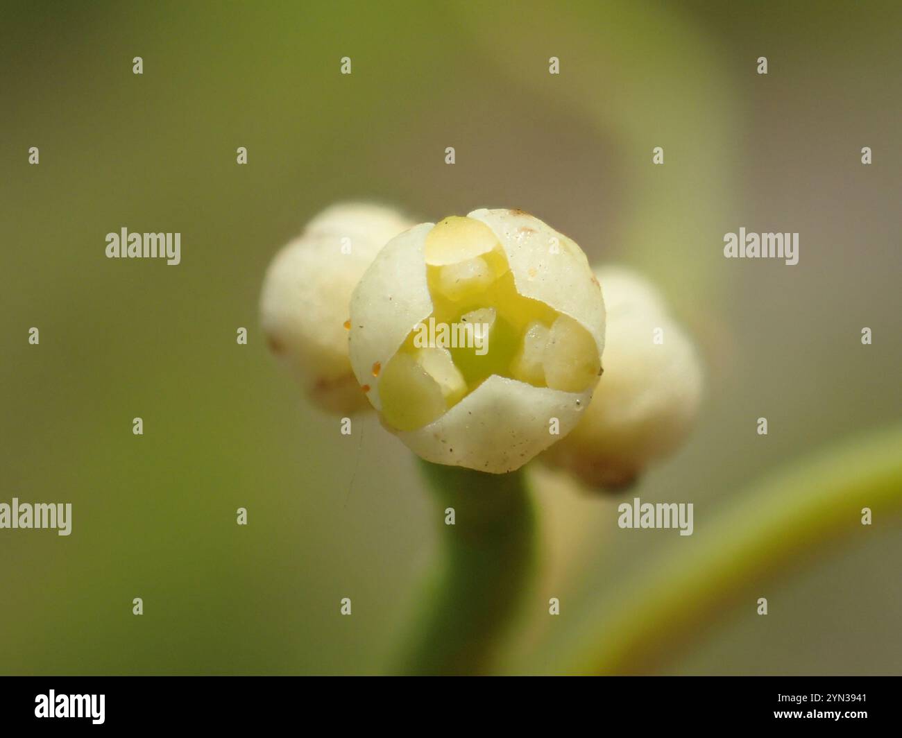 laurel dodder (Cassytha filiformis Stock Photo - Alamy