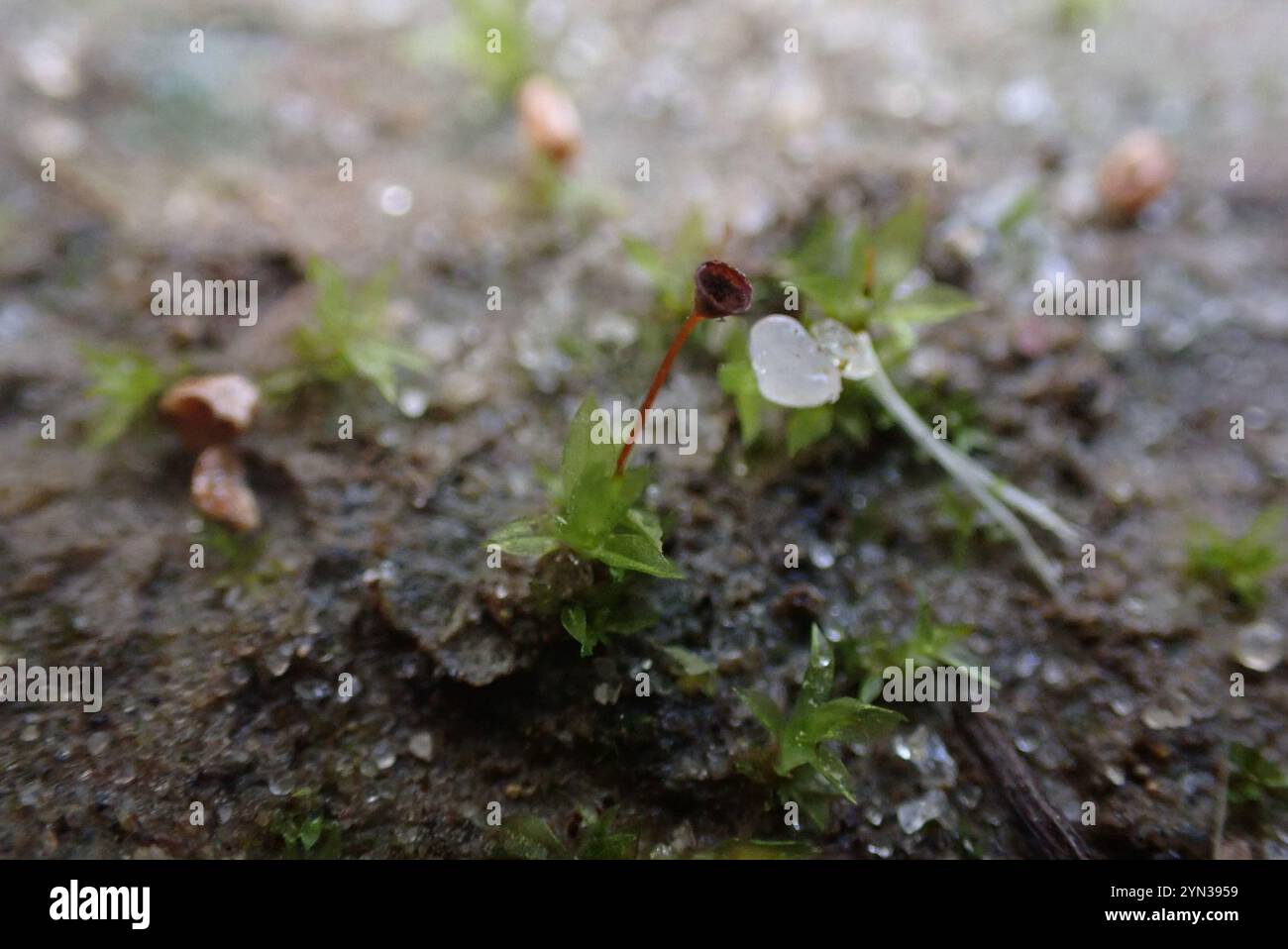 common bladder moss (Physcomitrium pyriforme Stock Photo - Alamy