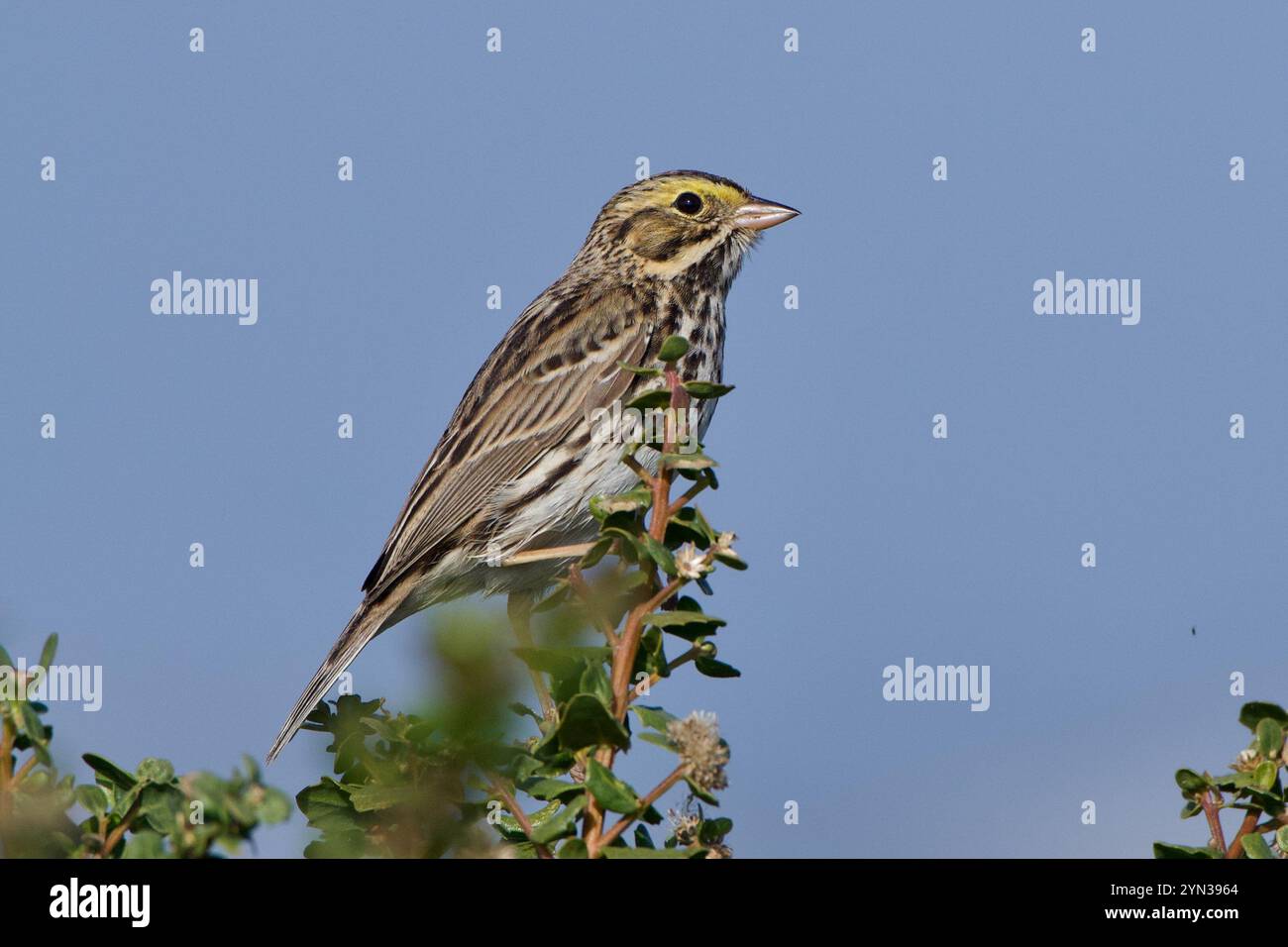 Savannah Sparrow (Passerculus sandwichensis Stock Photo - Alamy