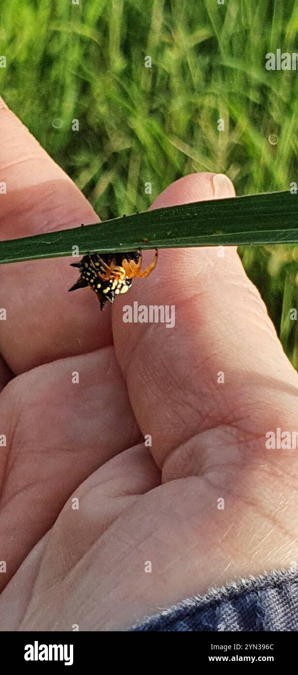 Christmas Jewel Spider (Austracantha minax Stock Photo - Alamy