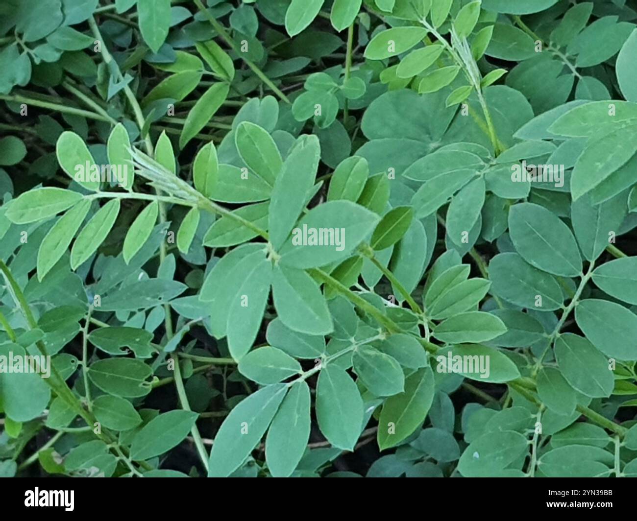 Creeping Indigo (Indigofera spicata Stock Photo - Alamy