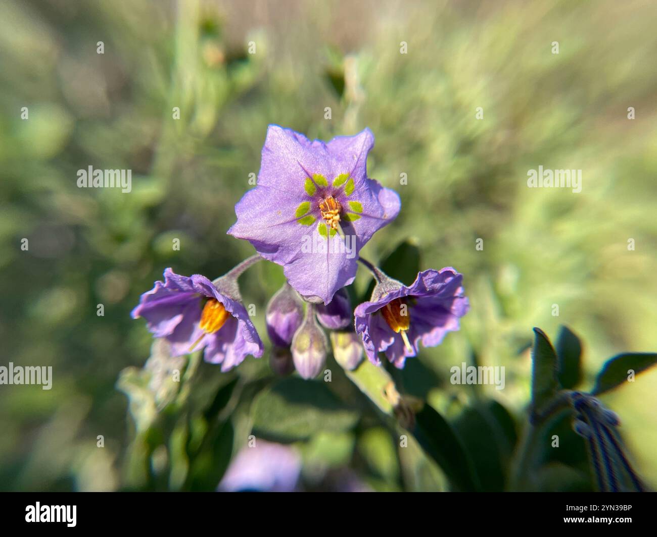 bluewitch nightshade (Solanum umbelliferum Stock Photo - Alamy