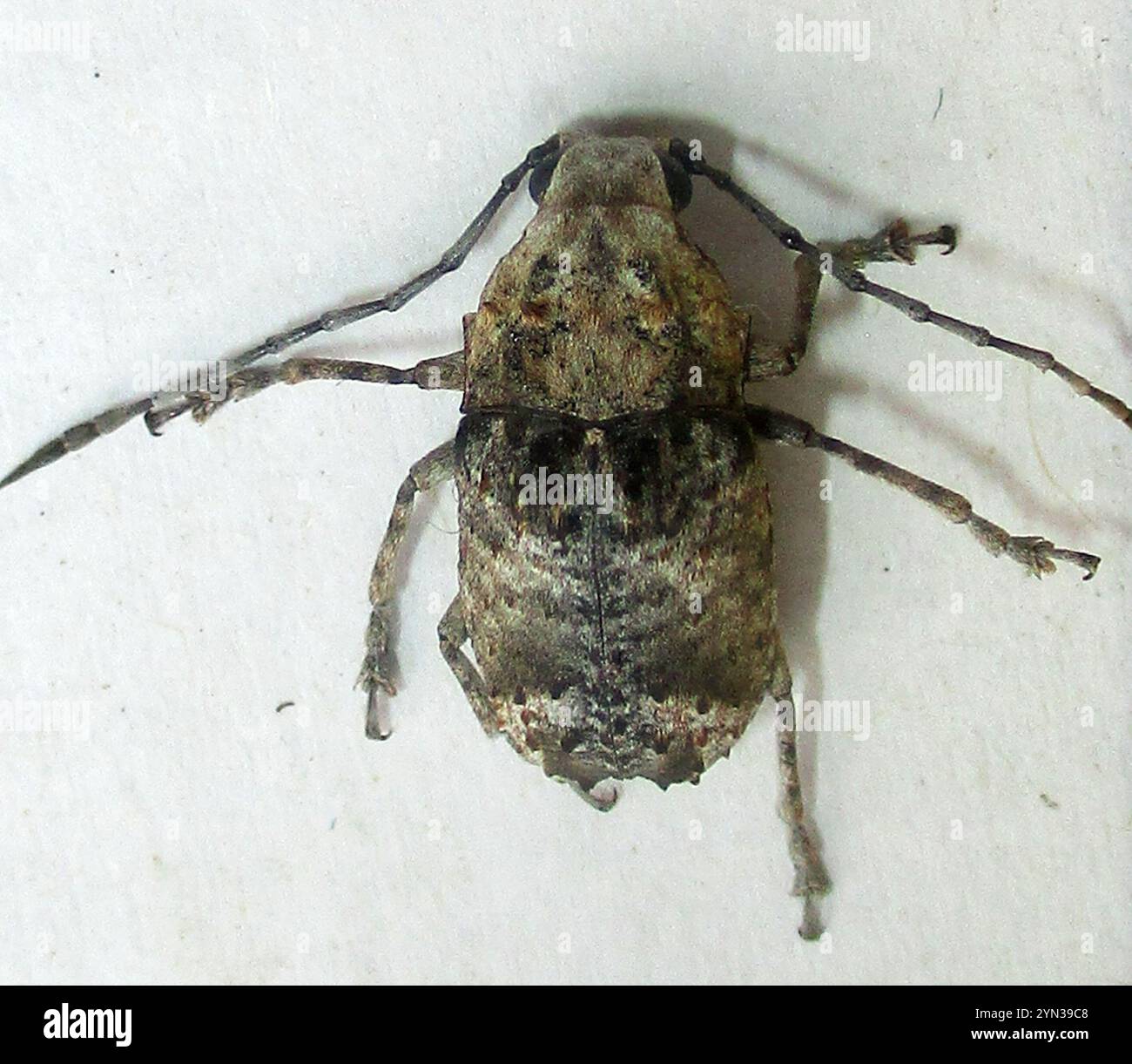 Fungus weevils hi-res stock photography and images - Alamy