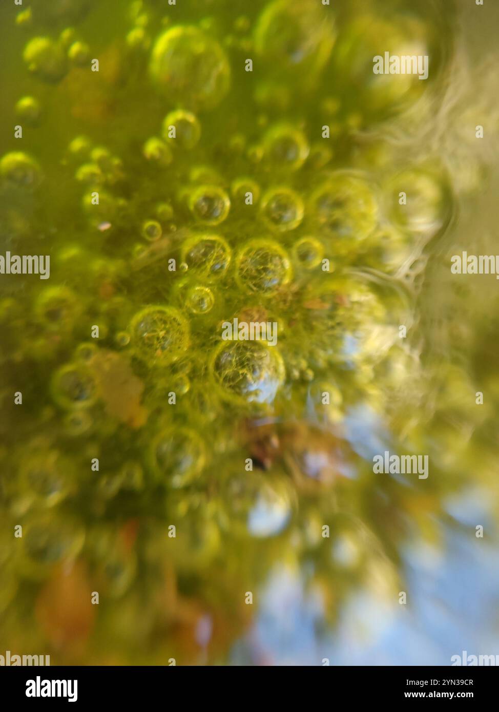 green algae (Chlorophyta Stock Photo - Alamy