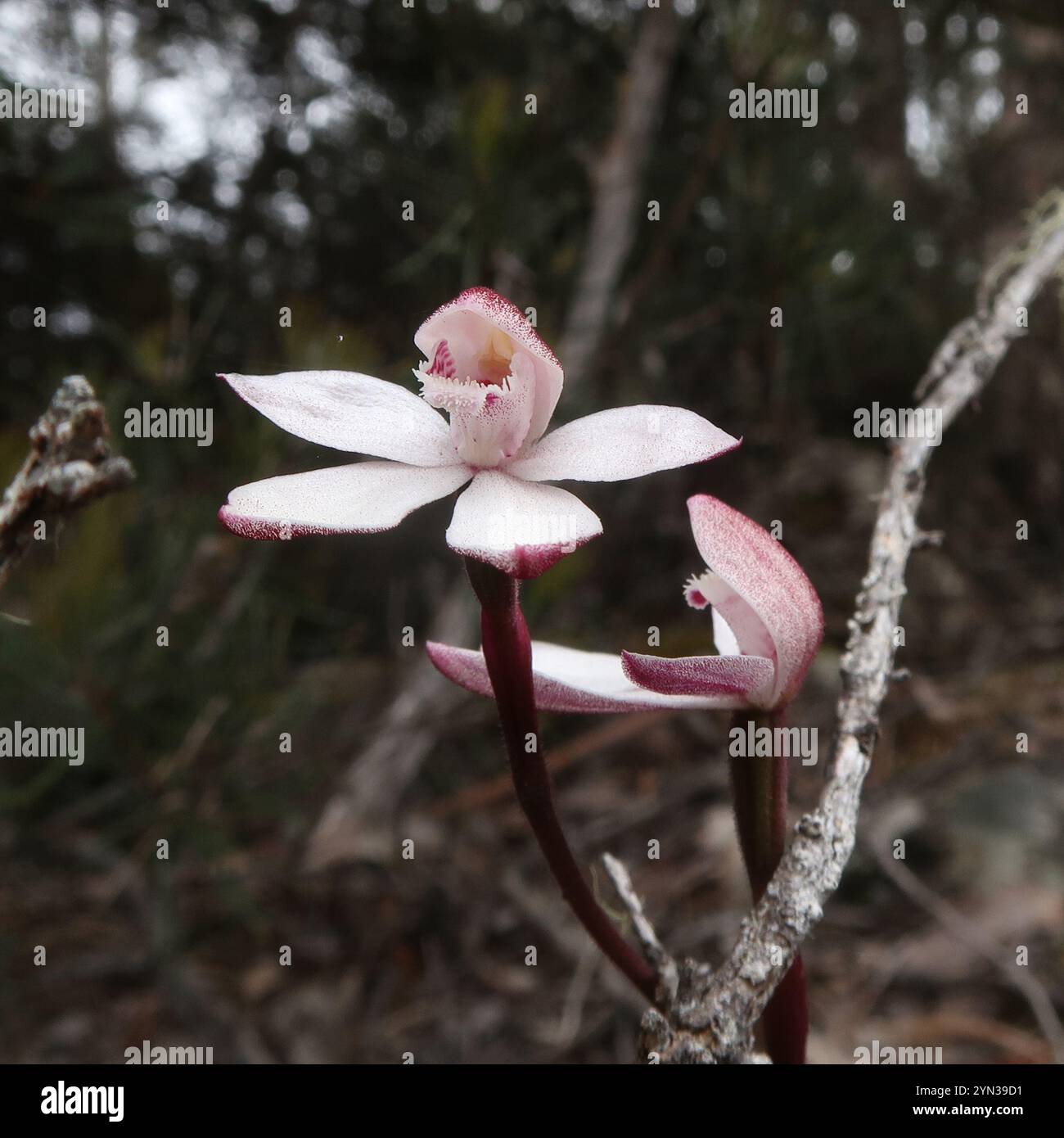 mountain caladenia (Caladenia alpina Stock Photo - Alamy