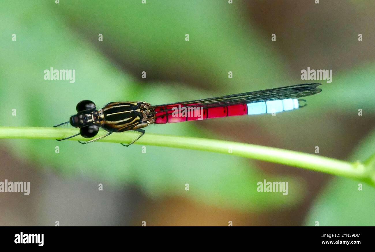 Blue-tipped Jewel (Chlorocypha curta Stock Photo - Alamy