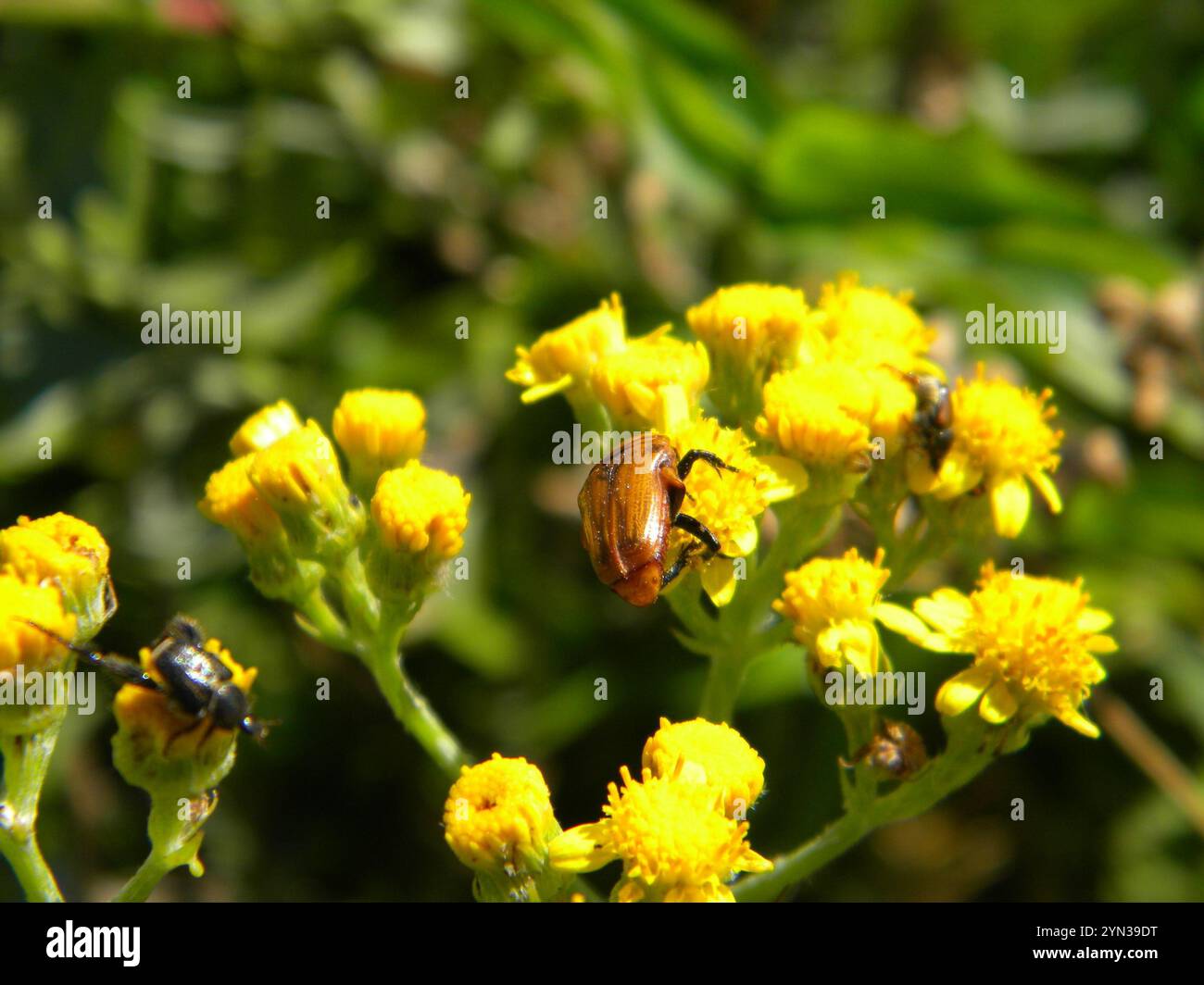 Orange Small Fruit Chafer (Leucocelis rubra Stock Photo - Alamy