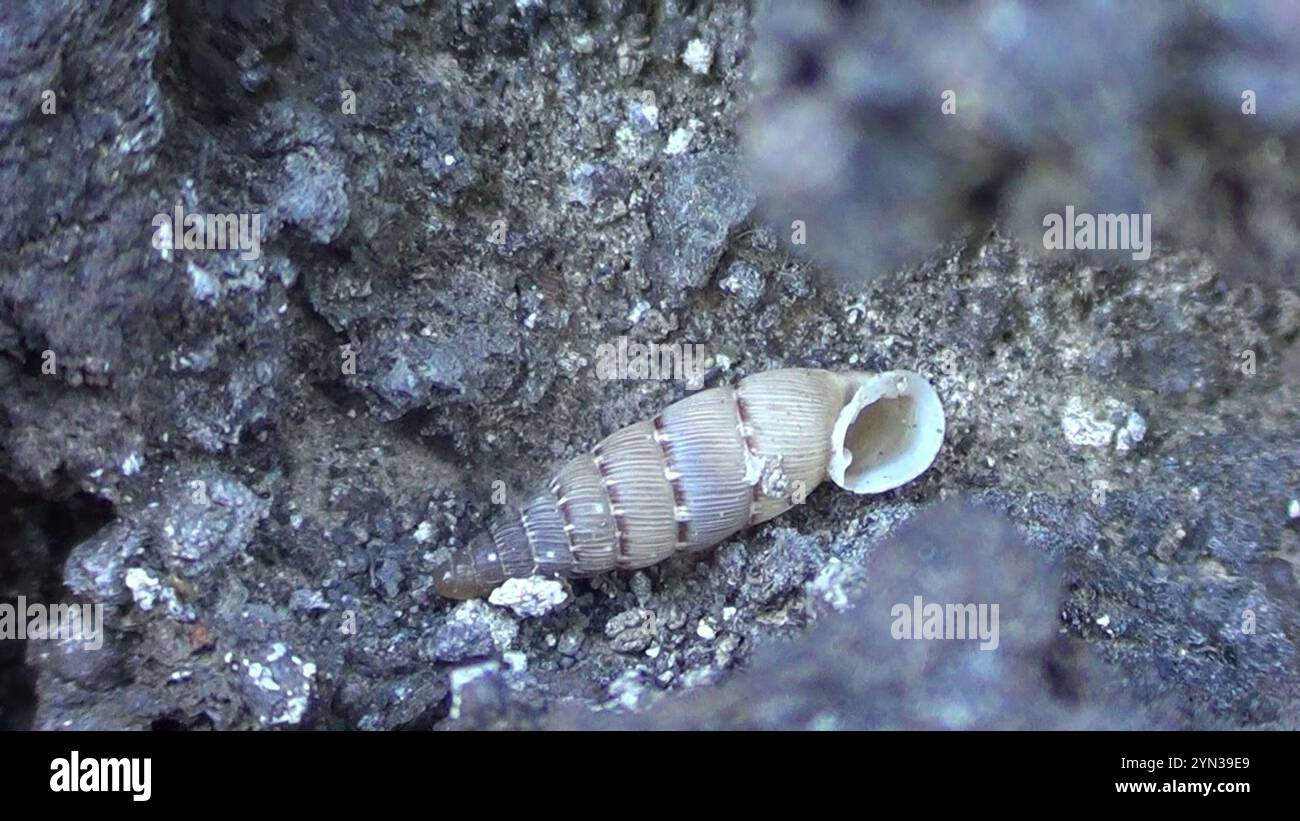 Cliveden Snail (Papillifera papillaris Stock Photo - Alamy