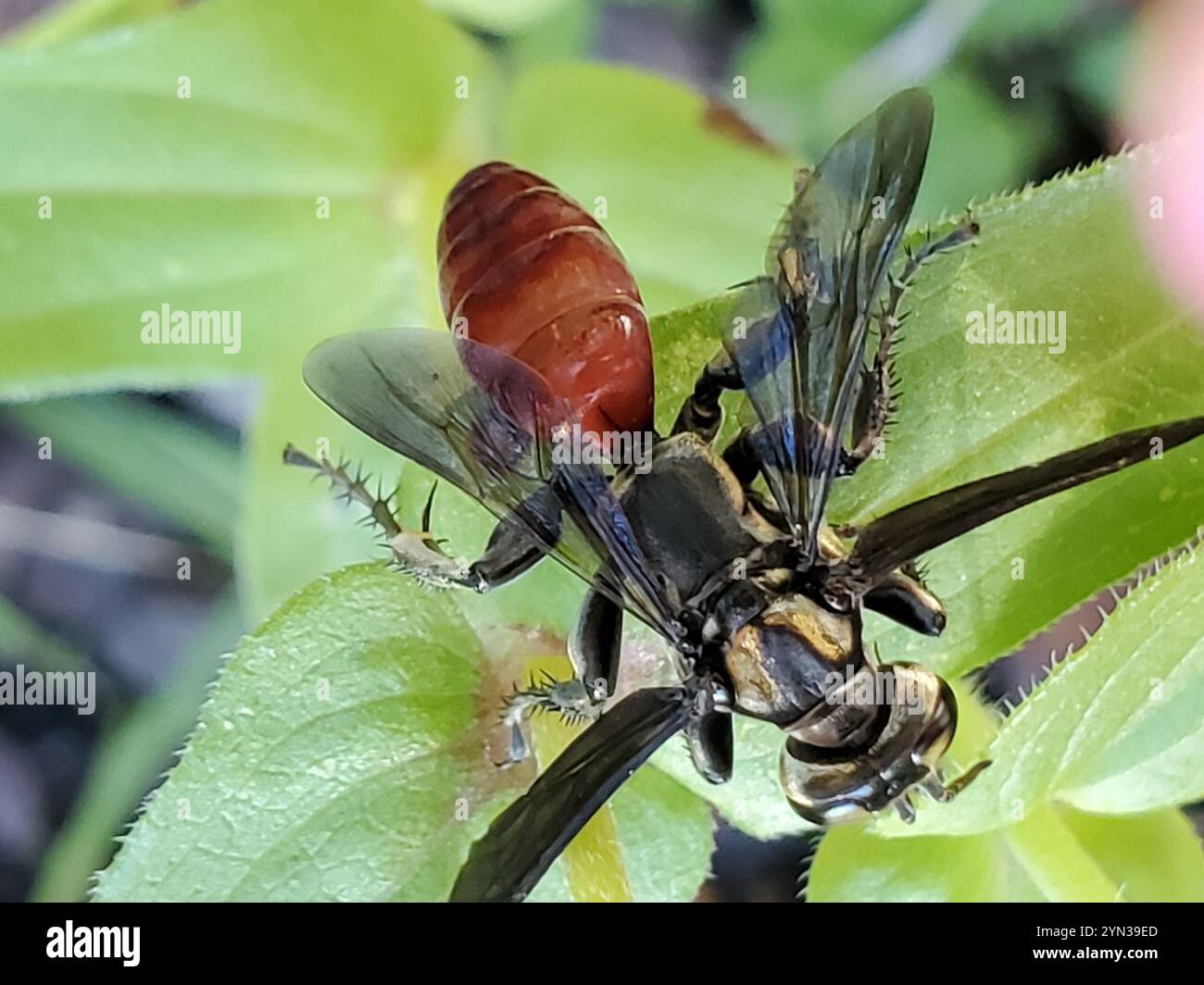 Larra bicolor hi-res stock photography and images - Alamy