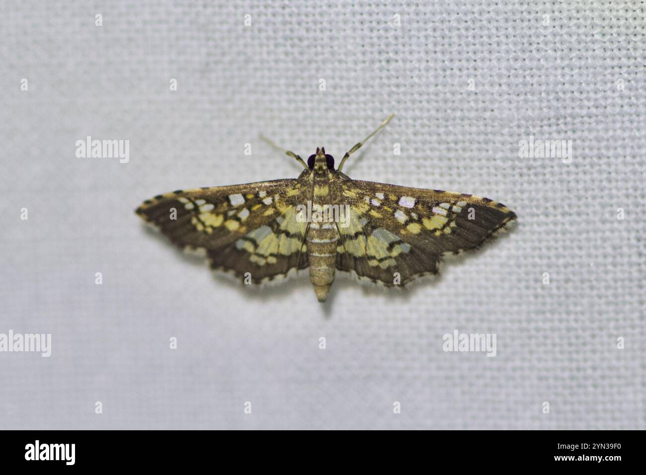 Assembly Moth (Samea ecclesialis Stock Photo - Alamy
