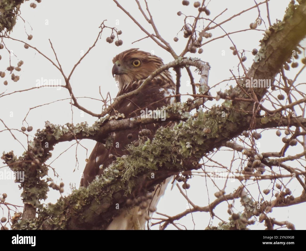Cooper's Hawk (Astur cooperii Stock Photo - Alamy