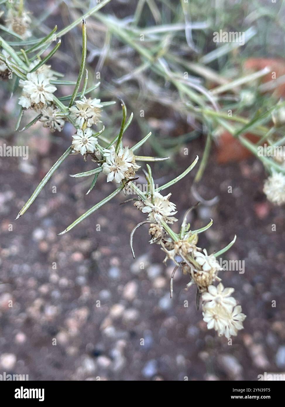 Singlewhorl Burrobrush (Ambrosia monogyra Stock Photo - Alamy