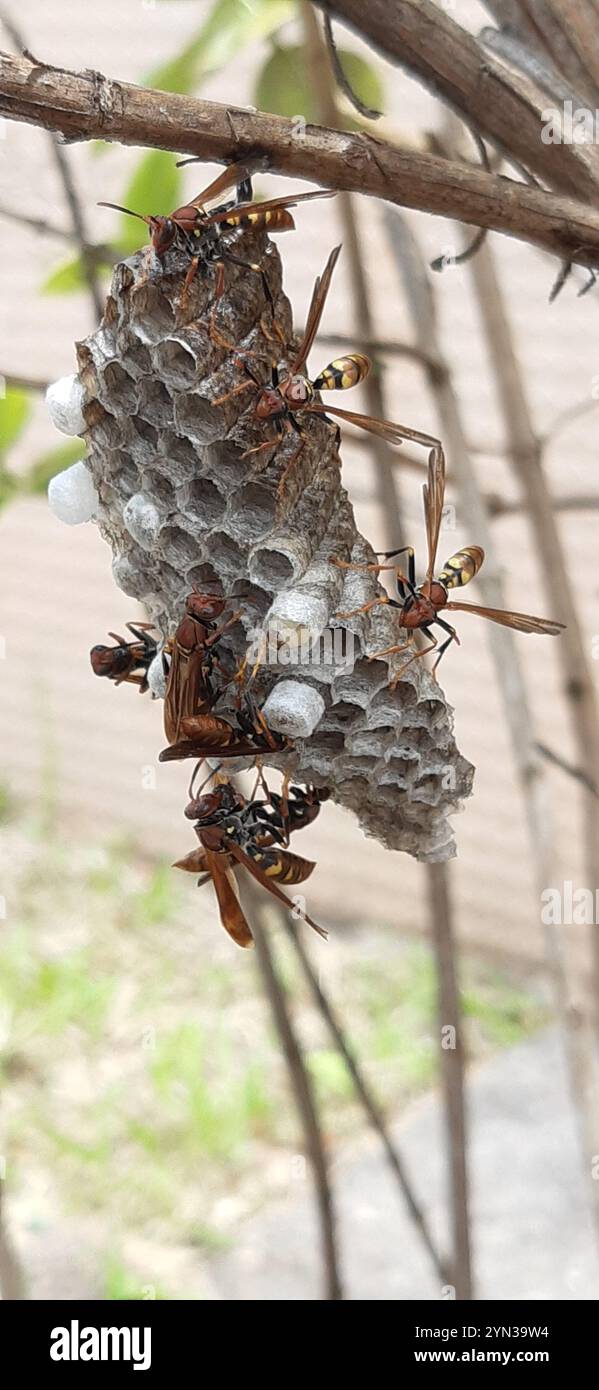 Variegated Paper Wasp (Polistes versicolor Stock Photo - Alamy