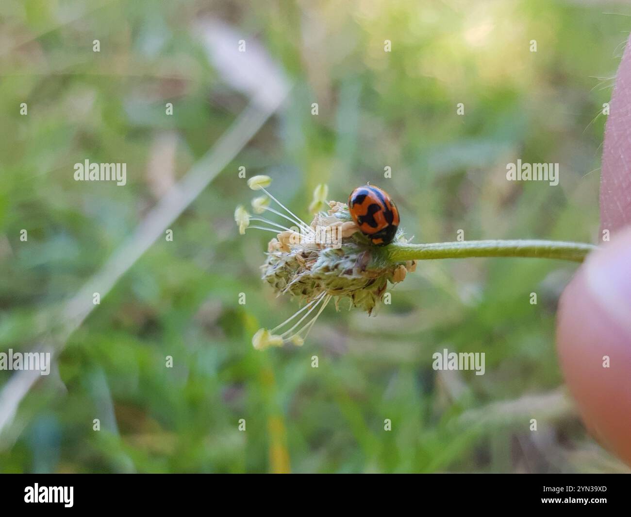 Small Transverse Ladybird Beetle (Coccinella transversalis Stock Photo ...