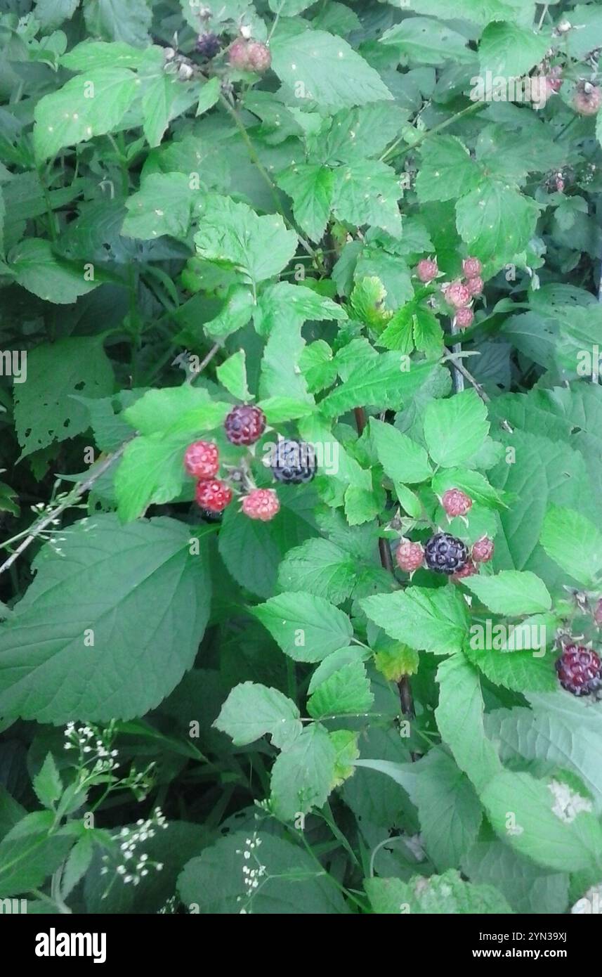 black raspberry (Rubus occidentalis Stock Photo - Alamy