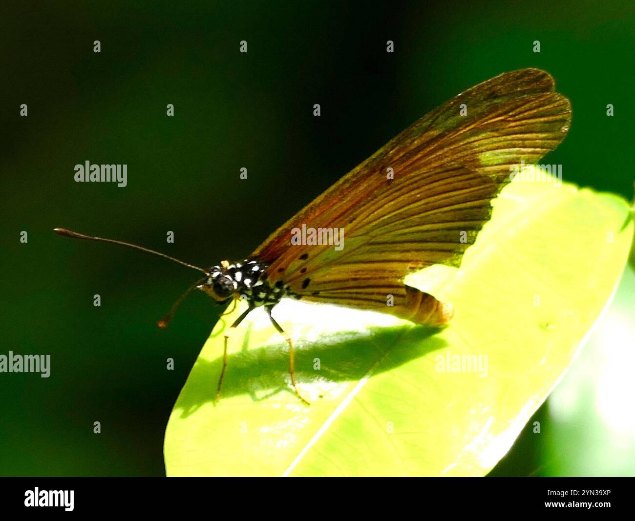 Lycoa Acraea (Telchinia lycoa Stock Photo - Alamy