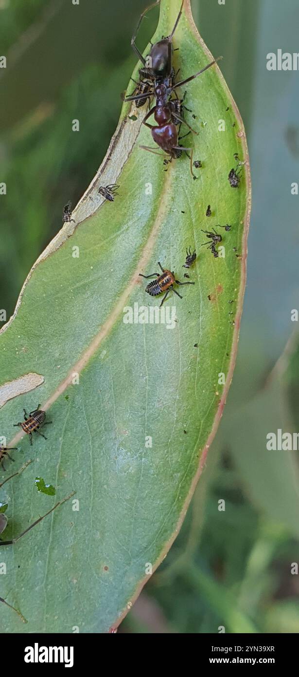 Southern Meat Ant (Iridomyrmex purpureus Stock Photo - Alamy