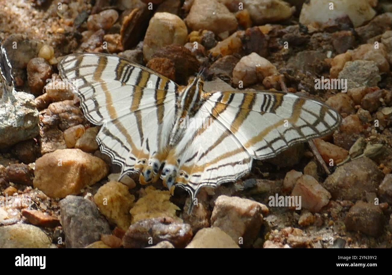 African map butterfly hi-res stock photography and images - Alamy