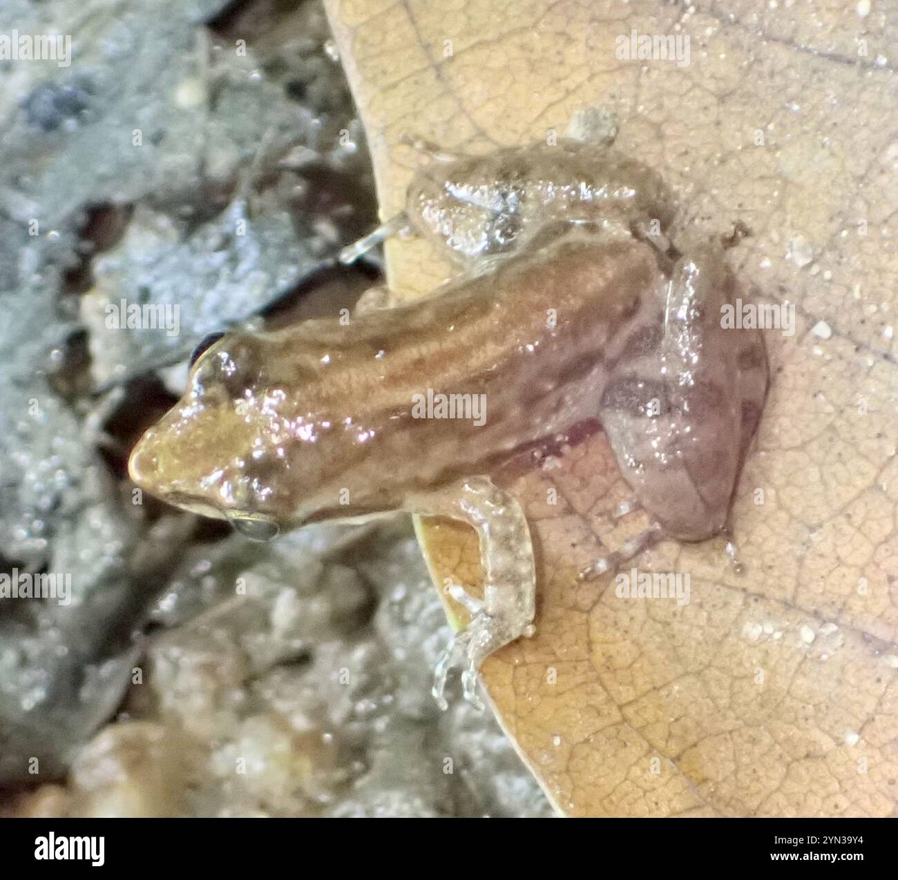 Puddle Frogs (Phrynobatrachus Stock Photo - Alamy