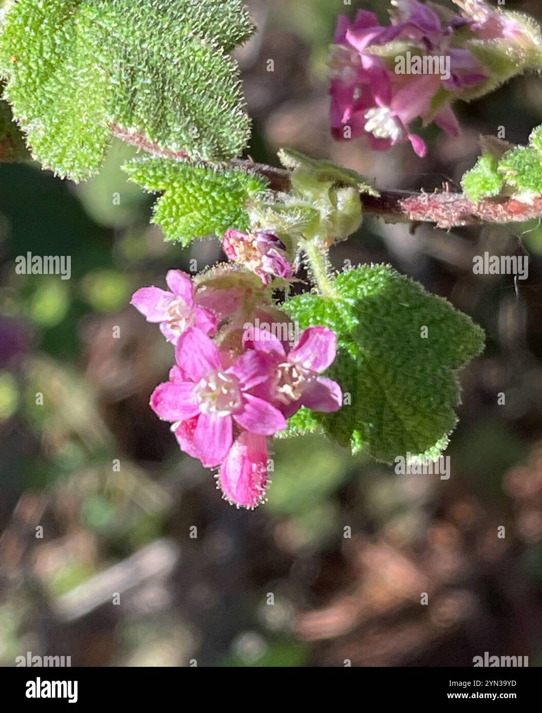 Chaparral Currant (Ribes malvaceum Stock Photo - Alamy