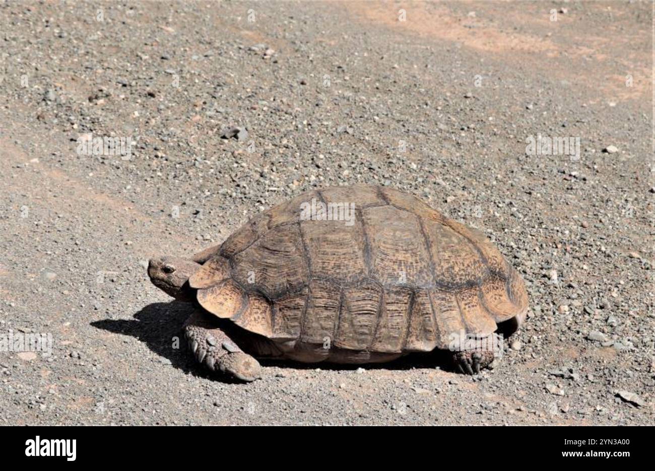 Leopard Tortoise (Stigmochelys pardalis Stock Photo - Alamy