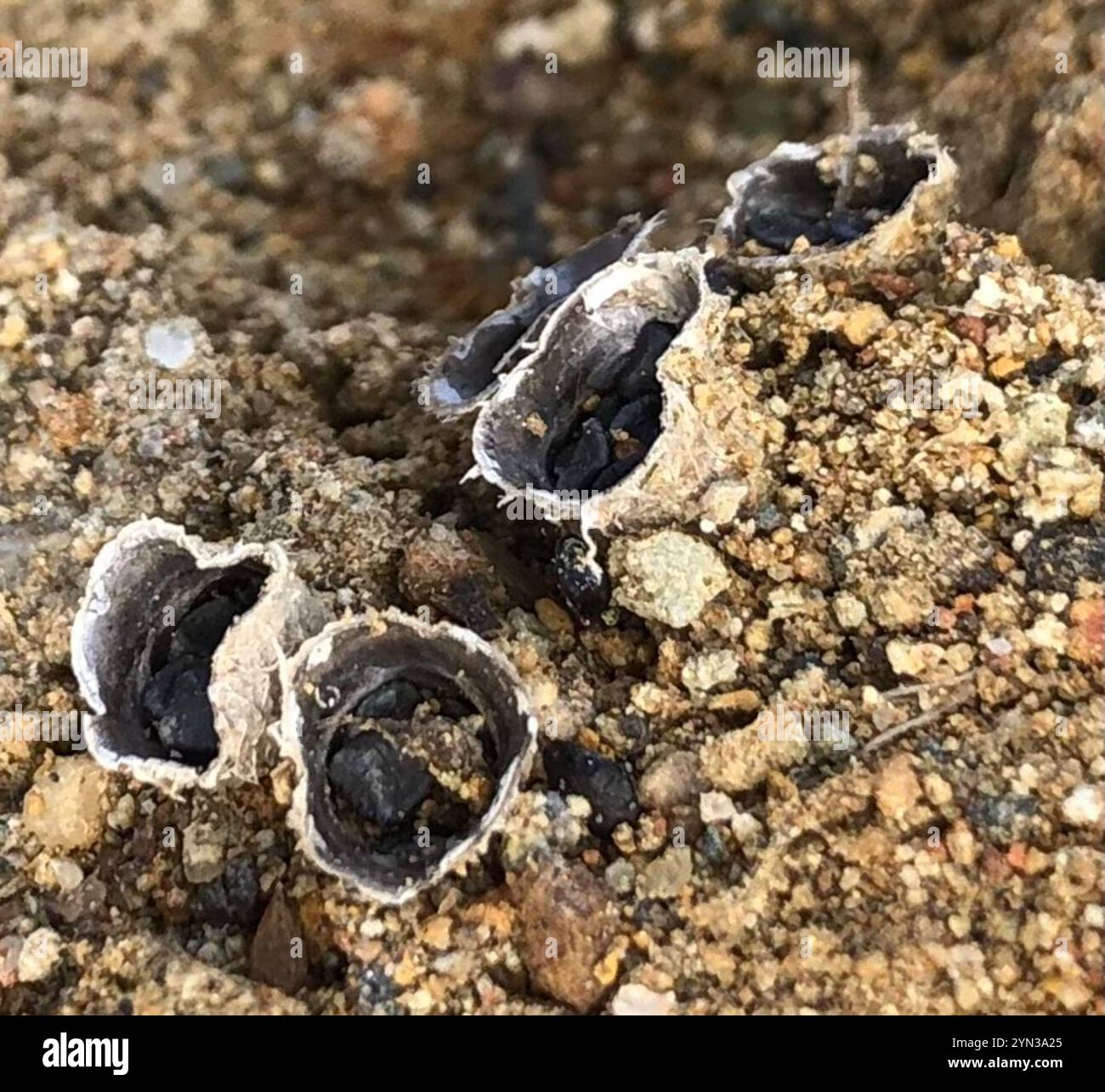 dung-loving bird's nest fungus (Cyathus stercoreus Stock Photo - Alamy