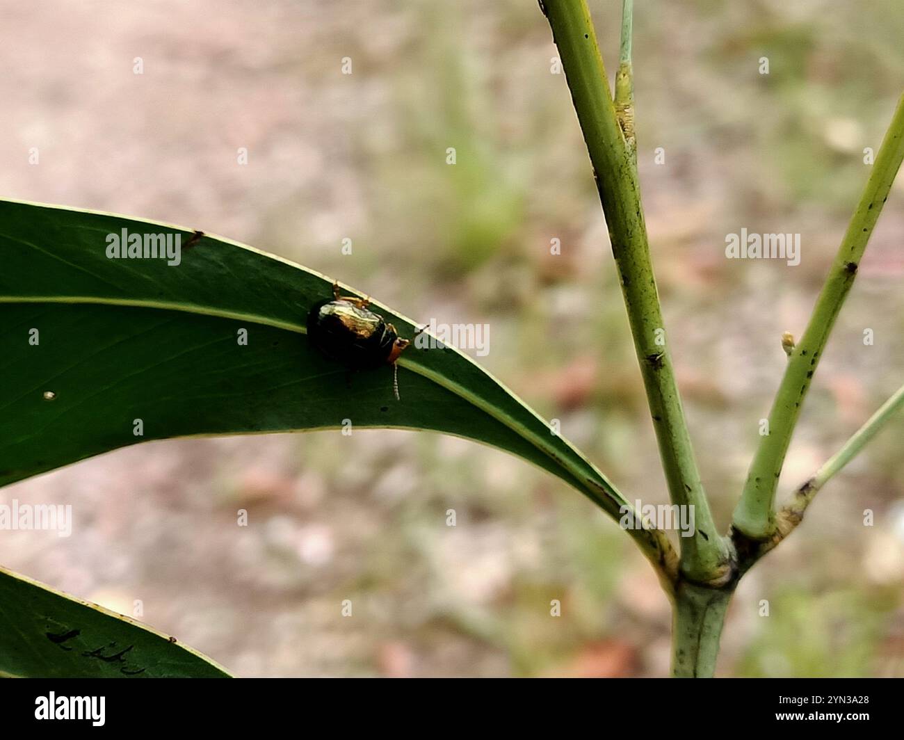 Metallic Green Acacia Beetle (Calomela ruficeps Stock Photo - Alamy