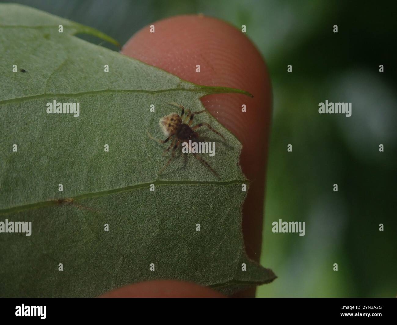 Two-spined spider (Poecilopachys australasia Stock Photo - Alamy