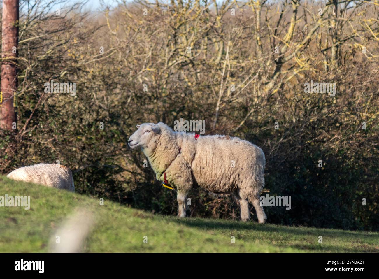 Sheep on a local farm hi-res stock photography and images - Alamy