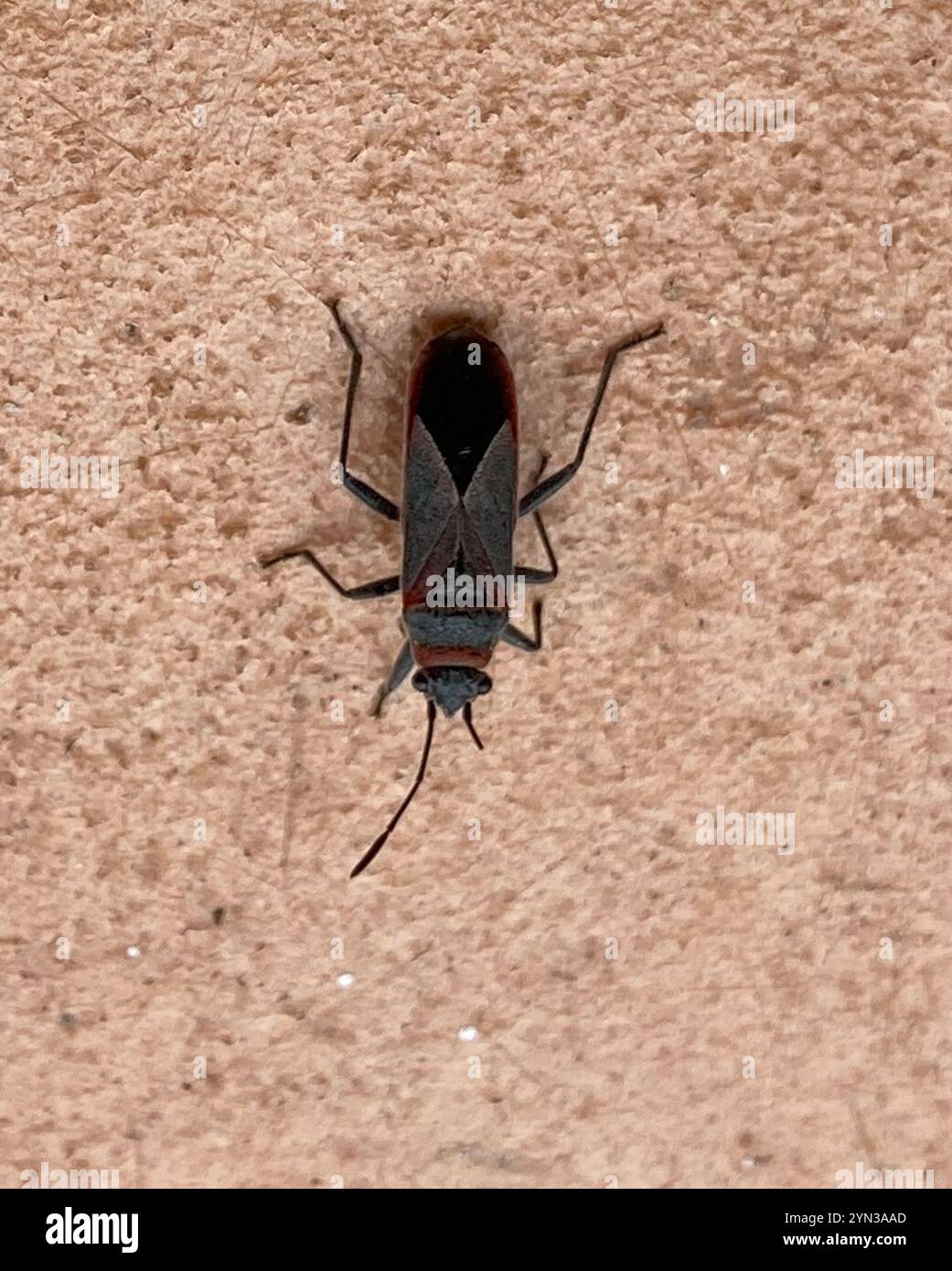 Swan plant seed bug (Arocatus rusticus Stock Photo - Alamy