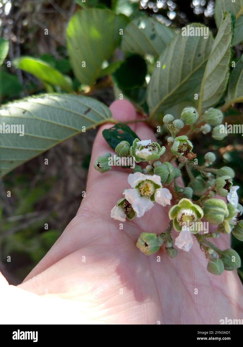 Yellow Himalayan Raspberry (Rubus ellipticus Stock Photo - Alamy