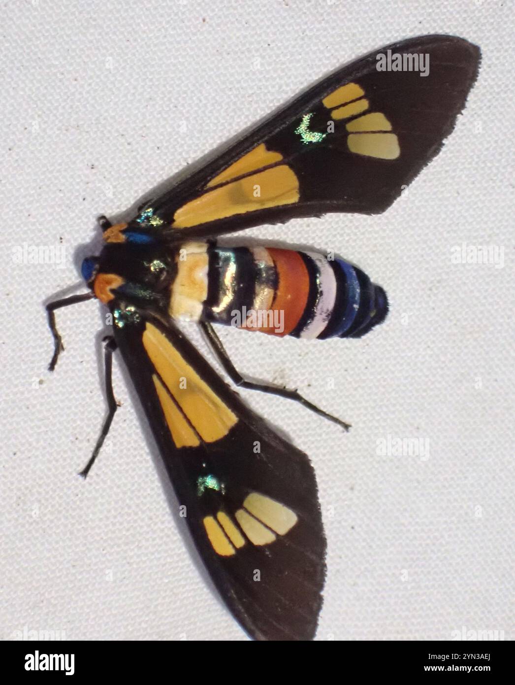 Basker (Euchromia lethe Stock Photo - Alamy