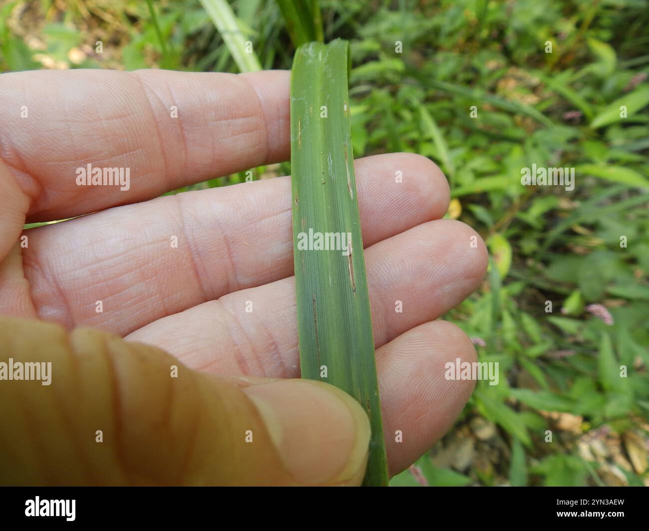 dark green bulrush (Scirpus atrovirens Stock Photo - Alamy